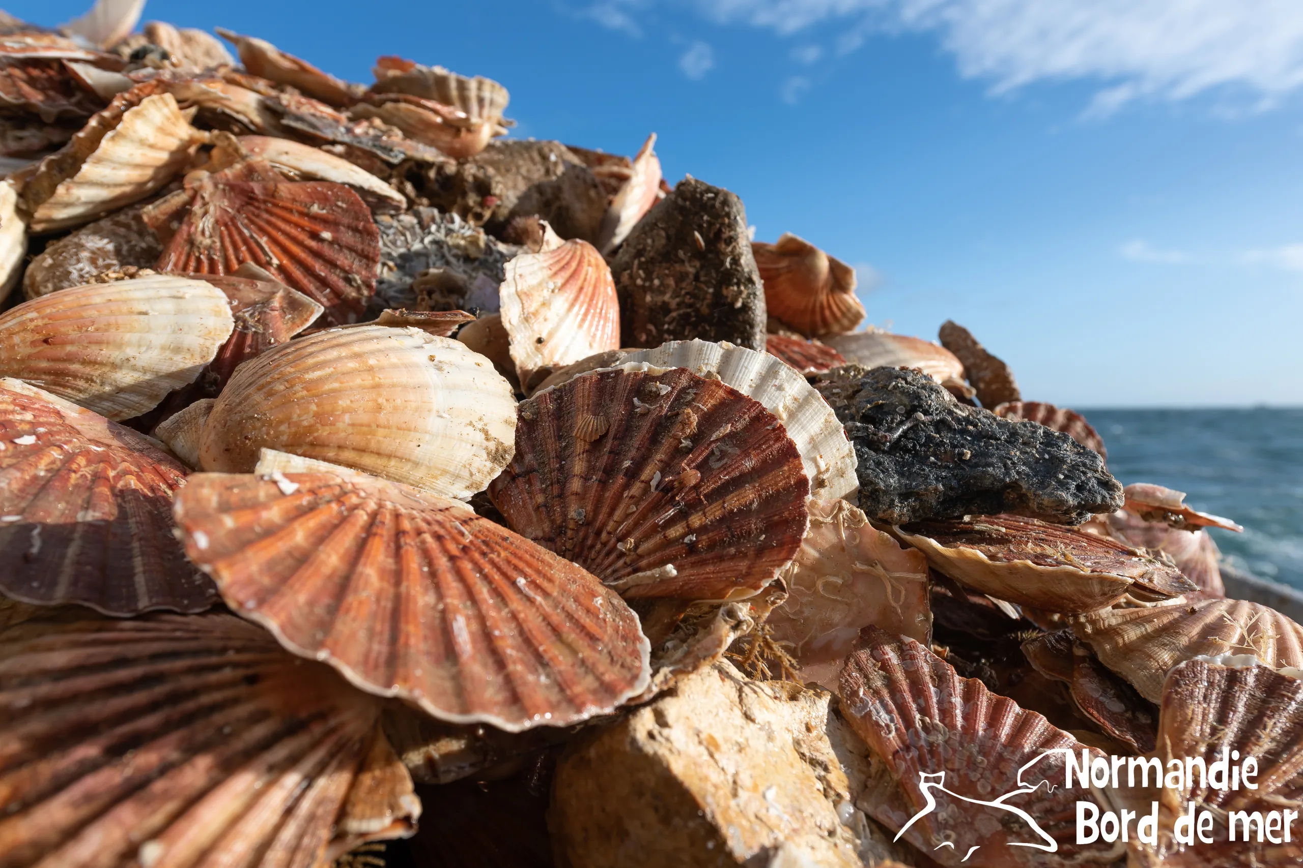 La coquille Saint-Jacques de Normandie, de la mer à l'assiette ...